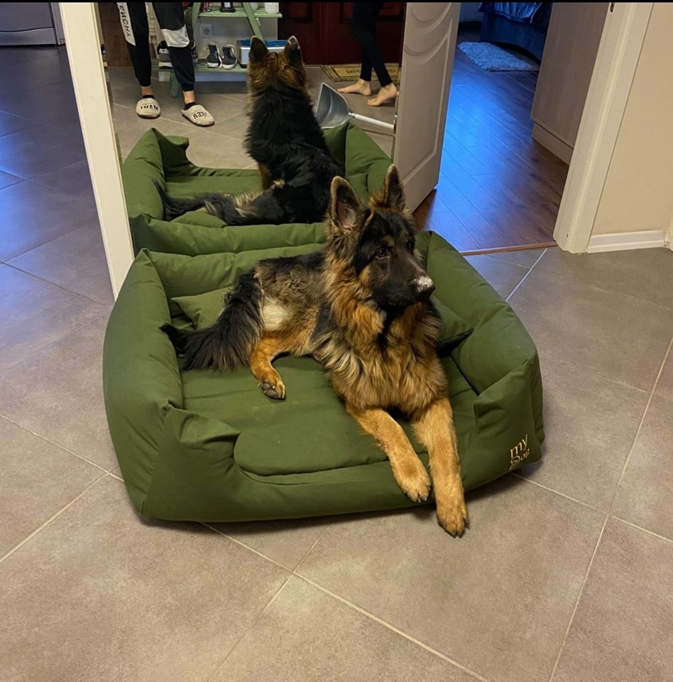 ცხოველები | shvilebi.ge